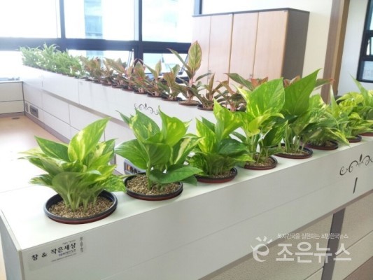 창&작은세상, 가습기 대신 사무실 일체형 파티션 화분 인기